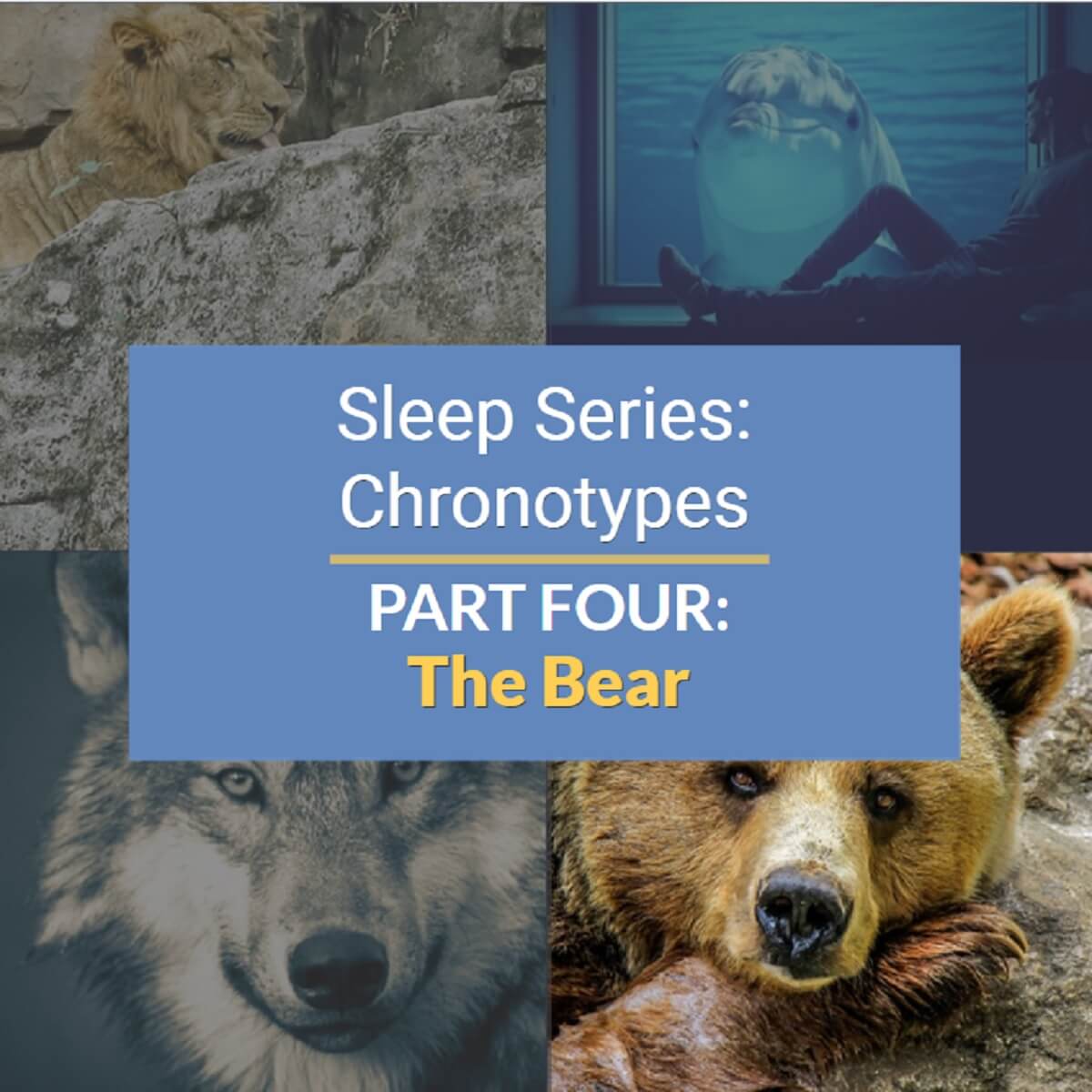 The Bear Sleep Chronotype - SoundOff Sleep